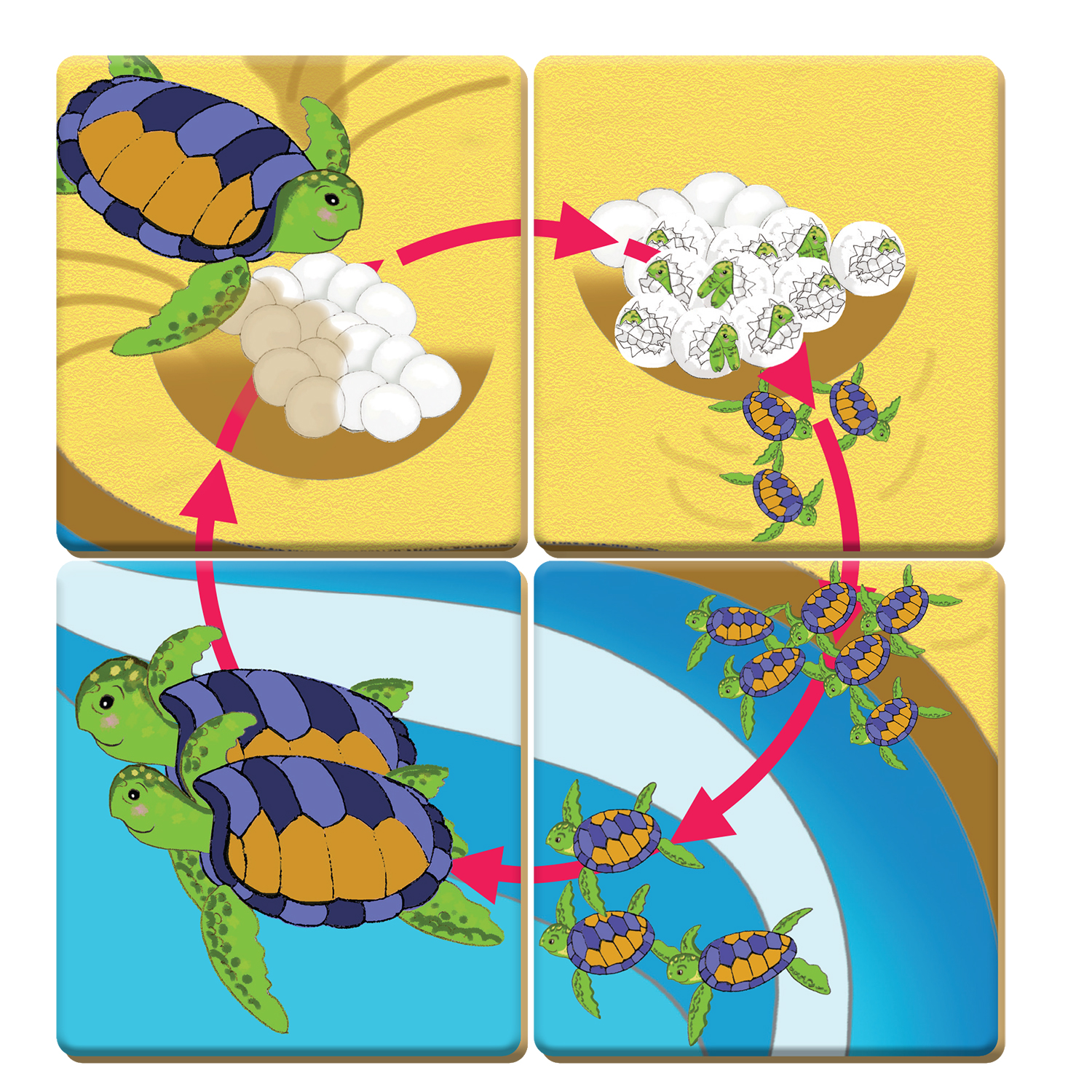Life Cycles – Edutoy